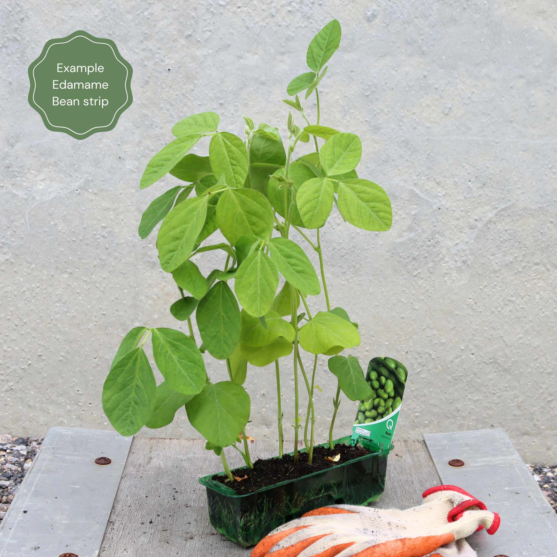 'Summer Shell' Edamame Bean Plants – Roots Plants