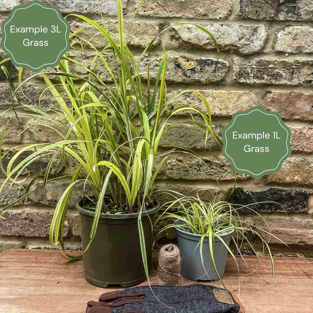 Golden Variegated Sweet Flag | Acorus gramineus 'Ogon' – Roots Plants