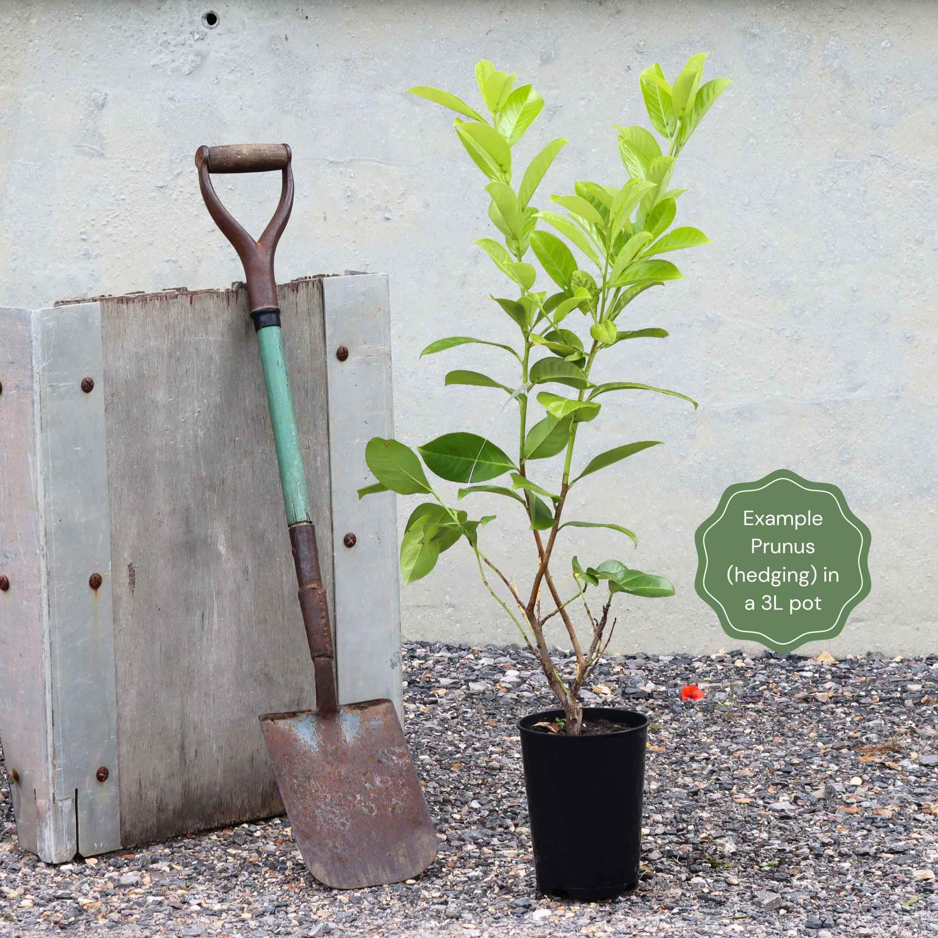 Prunus 'Kojo-no-mai' – Roots Plants