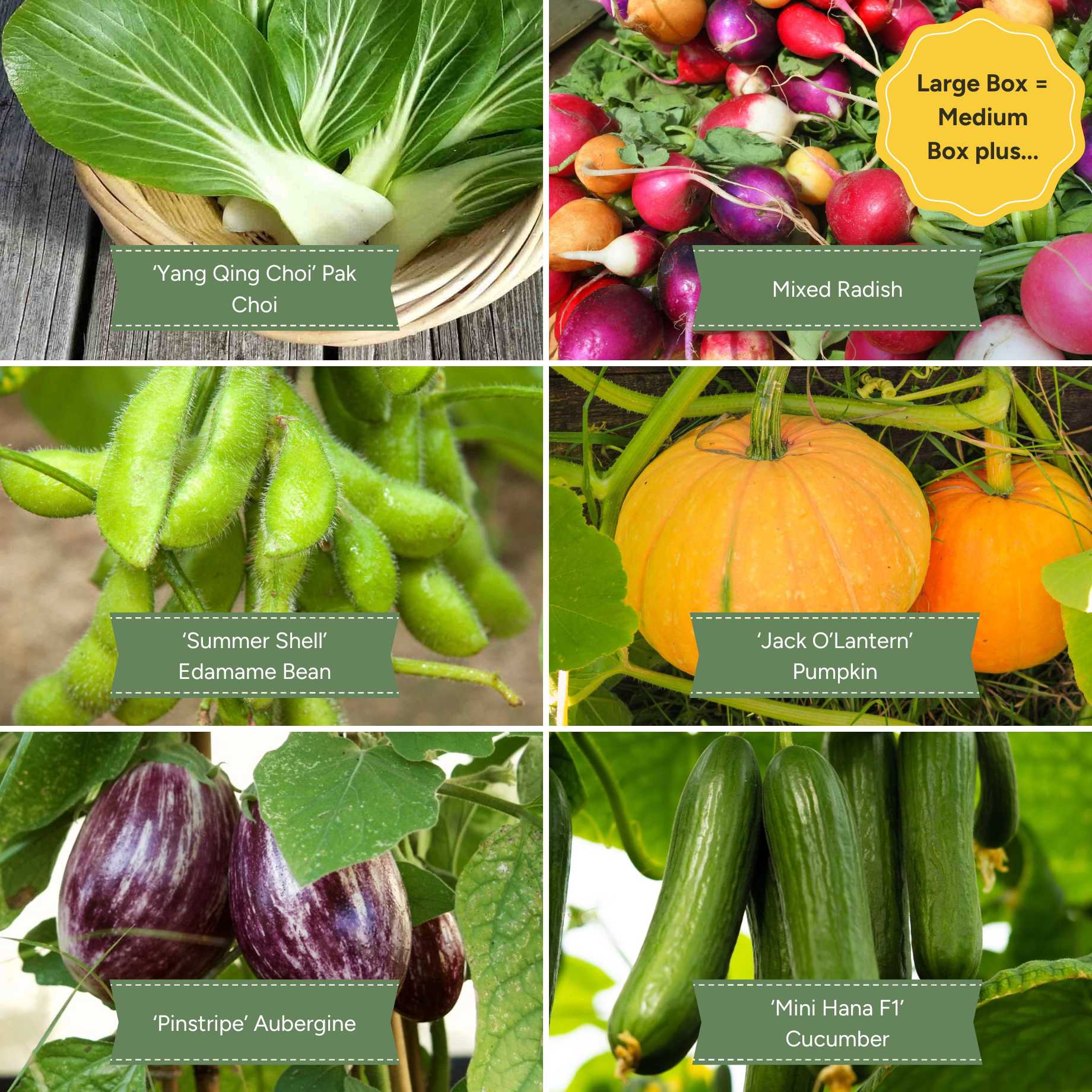 Adventurer's Allotment in a Box | Unusual Vegetables Collection – Roots ...