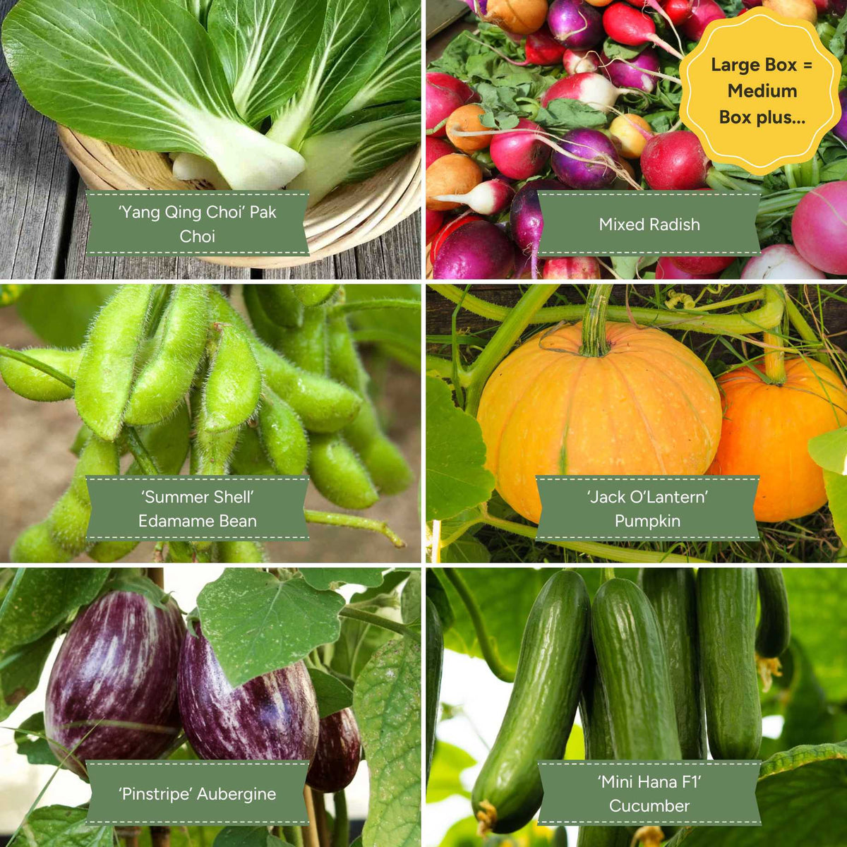 Adventurer's Allotment in a Box | Unusual Vegetables Collection – Roots ...