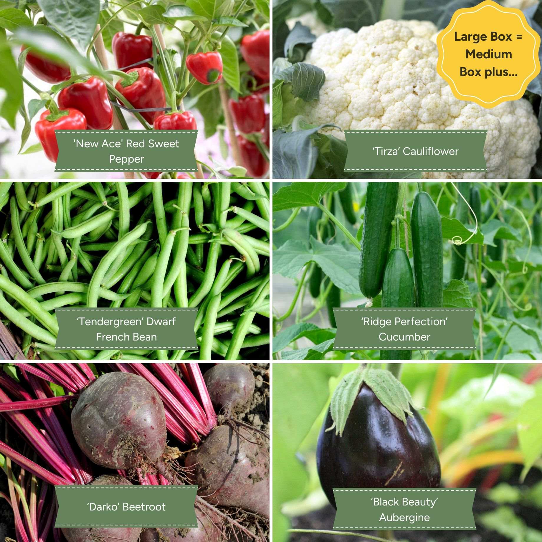 Allotment in a Box | Best Vegetables Collection – Roots Plants