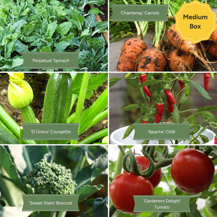 Allotment in a Box | Best Vegetables Collection – Roots Plants