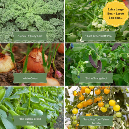 Allotment in a Box | Best Vegetables Collection – Roots Plants