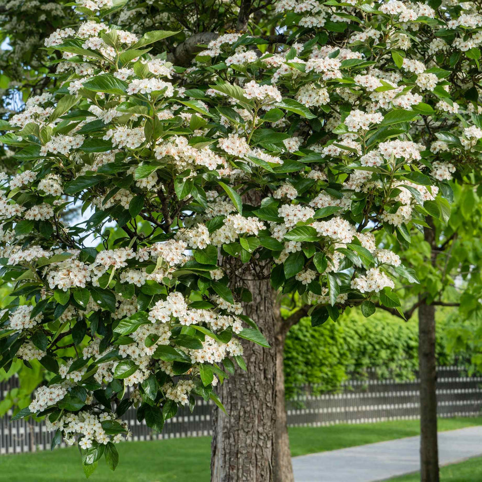 The Best Hawthorn Trees to Grow in the UK – Roots Plants