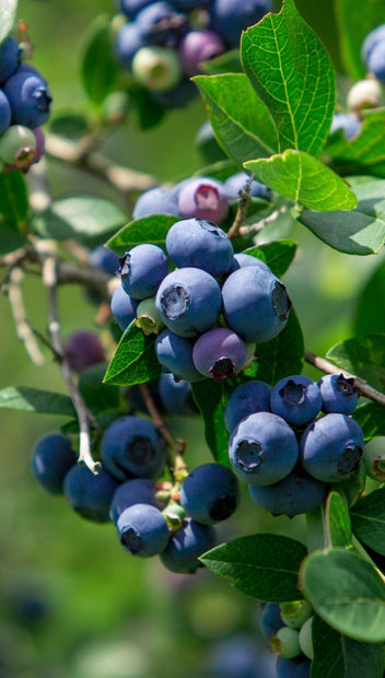 'Bluecrop' Blueberry Bush – Roots Plants