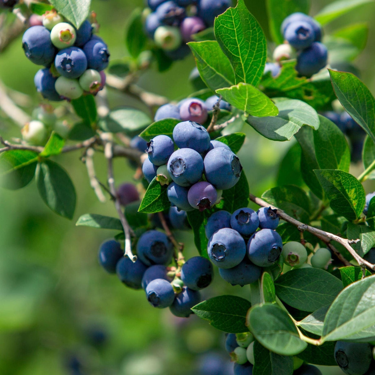 'Bluecrop' Blueberry Bush – Roots Plants