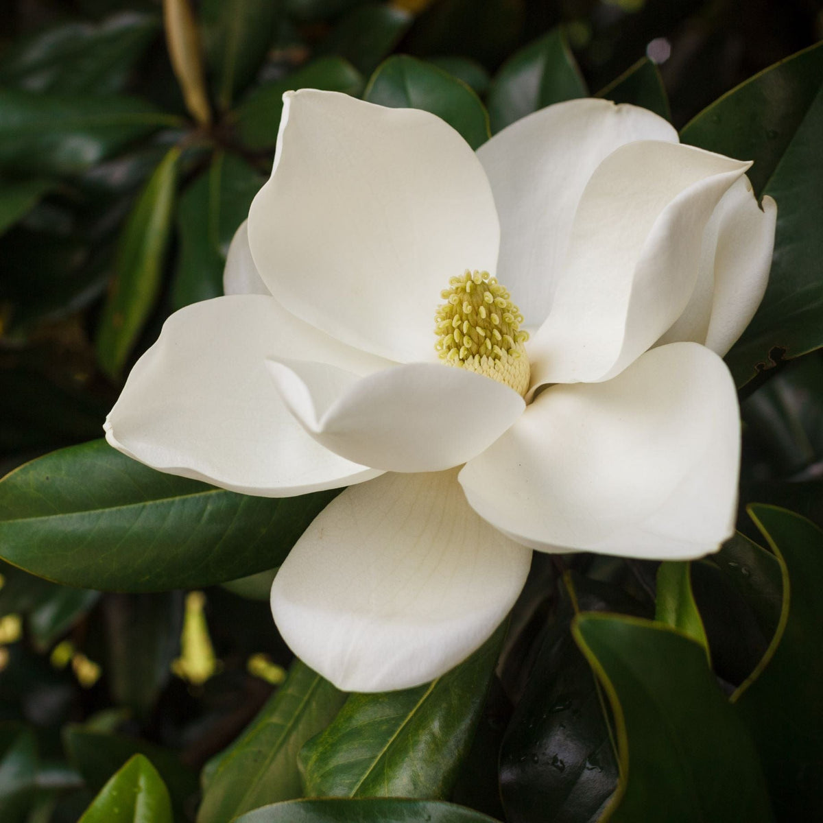 Evergreen Magnolia Tree | Magnolia grandiflora 'François Treyve ...