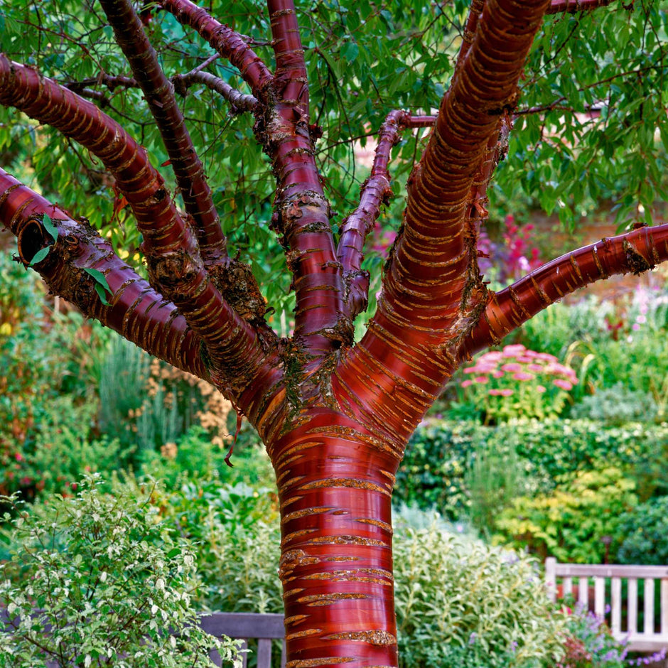 Best Birch Trees: Grower’s Recommendations – Roots Plants