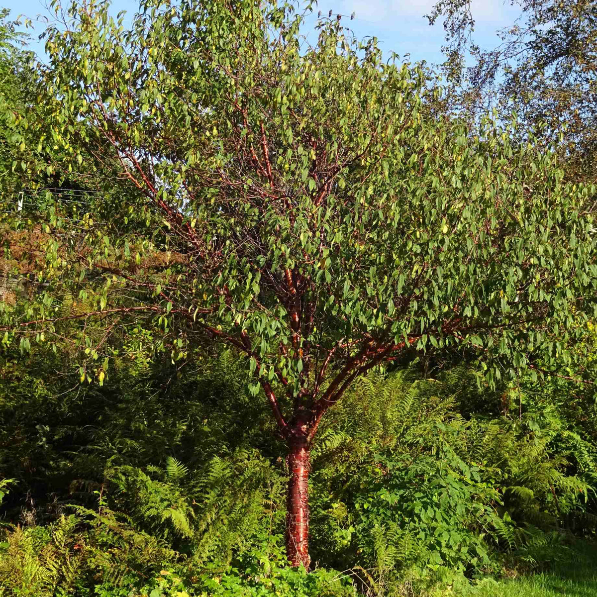 Single Stem Tibetan Cherry Tree | Prunus serrula – Roots Plants