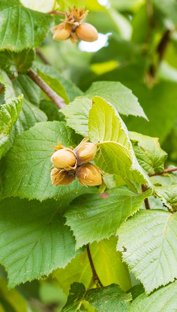 'Kentish Cob' Hazelnut Tree – Roots Plants