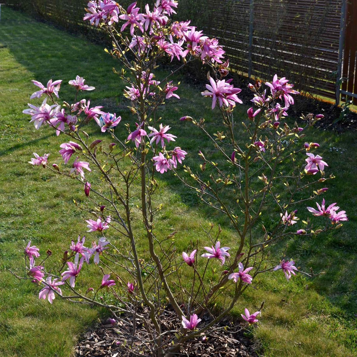 Dwarf Purple Magnolia Tree | Magnolia 'Susan' – Roots Plants