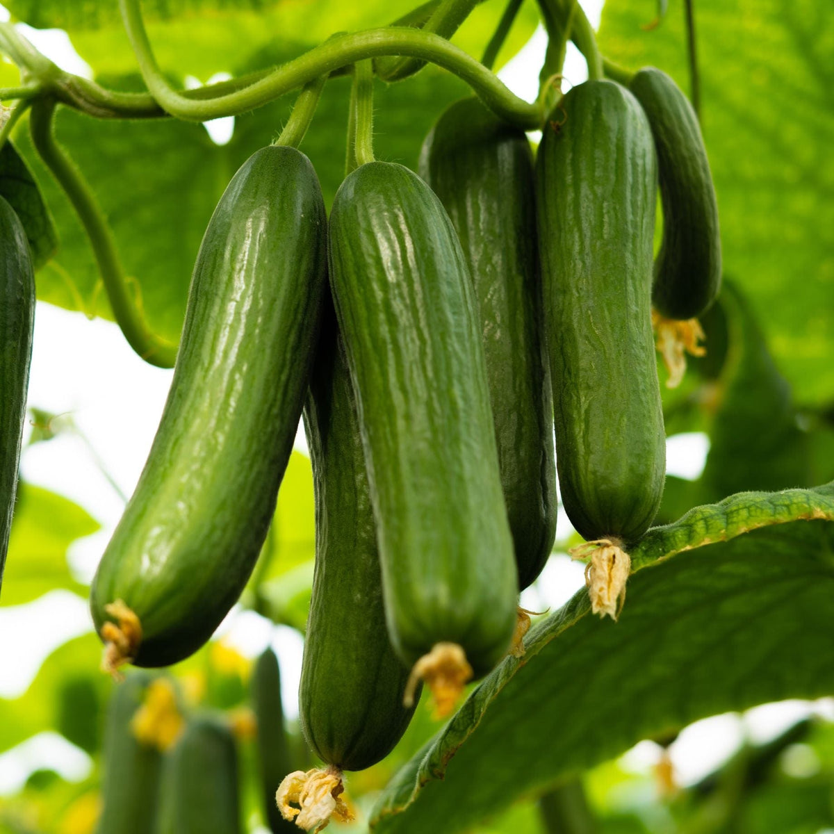 'Mini Hana F1' Cucumber Plant – Roots Plants
