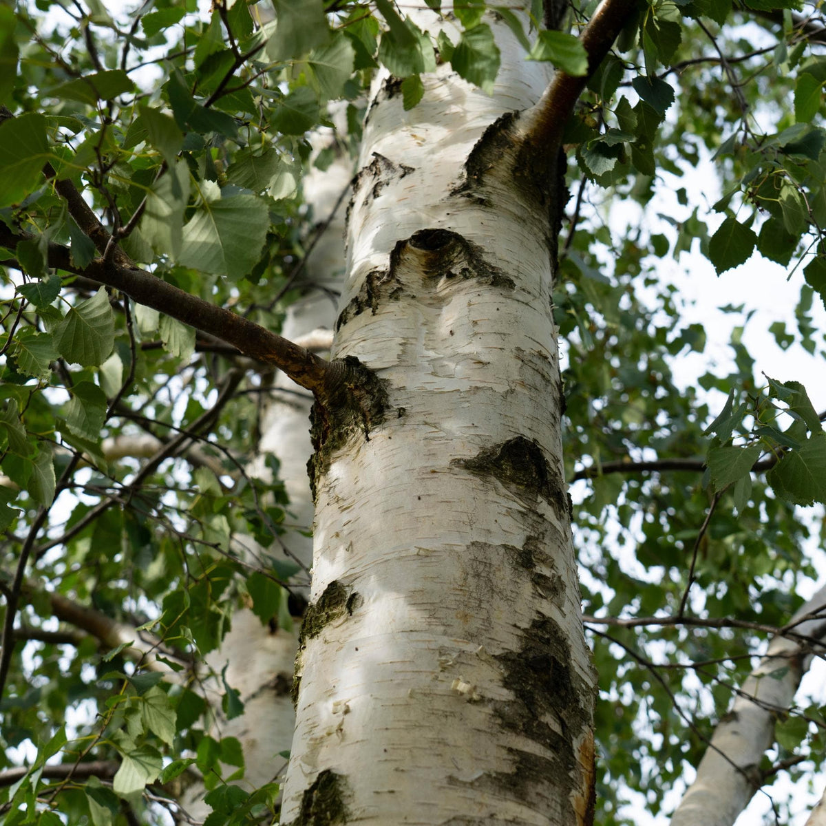 Silver Birch Tree | Betula pendula – Roots Plants