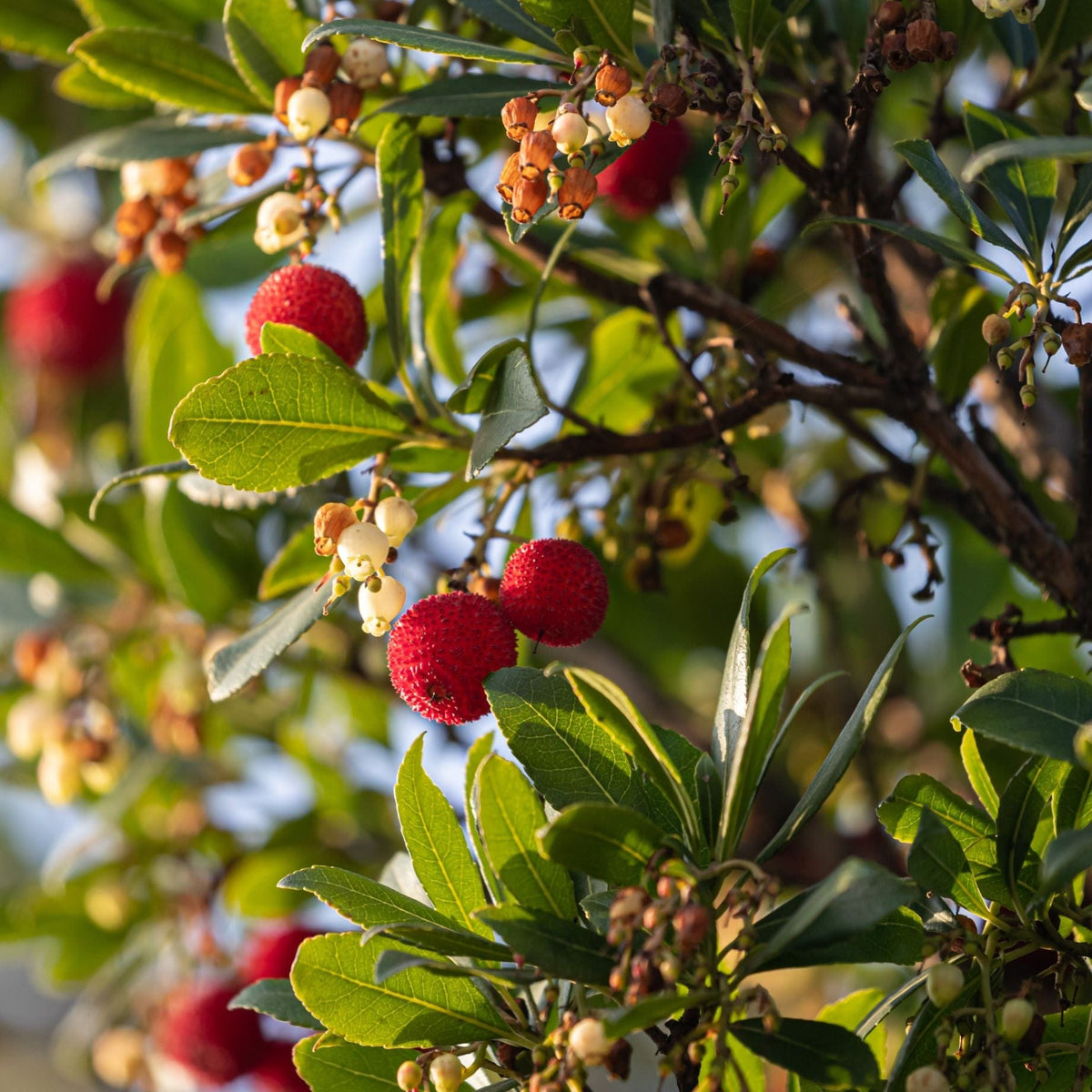 Strawberry Tree | Arbutus unedo – Roots Plants
