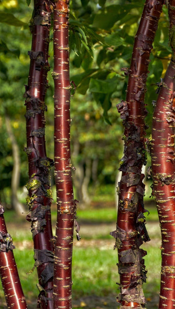Multi Stem Tibetan Cherry Tree | Prunus serrula – Roots Plants