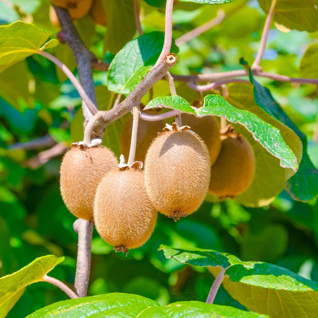 Growing Kiwi Fruits in the UK – Roots Plants