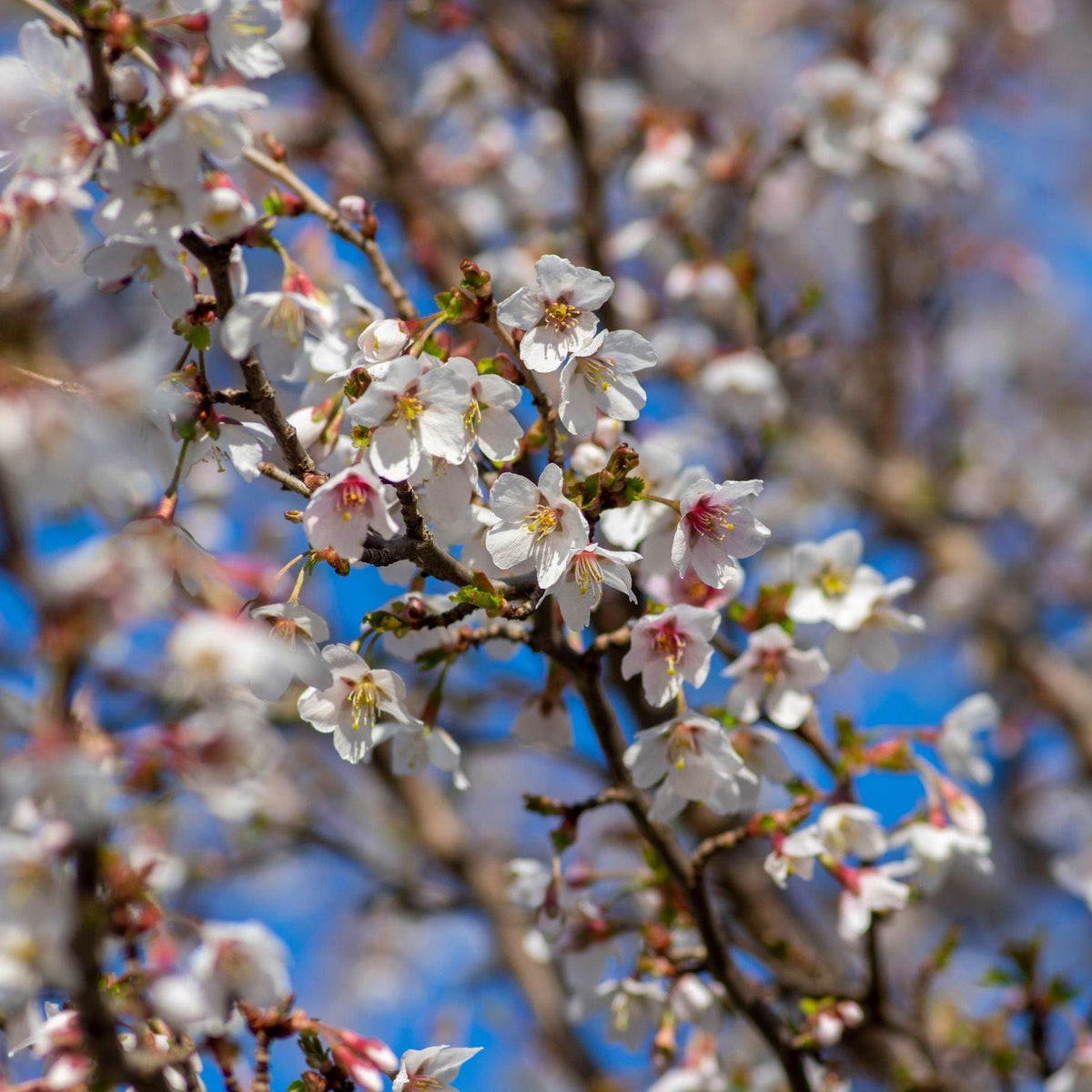 Dwarf Fuji Cherry Blossom Tree | Prunus incisa 'Kojo-no-mai' – Roots Plants
