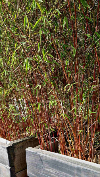 Red Bamboo | Fargesia scabrida 'Asian Wonder' – Roots Plants