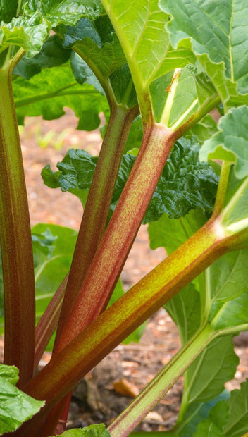 'Victoria' Rhubarb Plant – Roots Plants