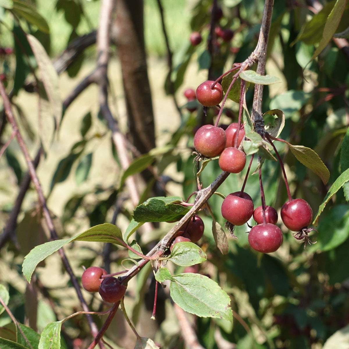 Purple Weeping Crabapple Tree | Malus 'Royal Beauty' – Roots Plants