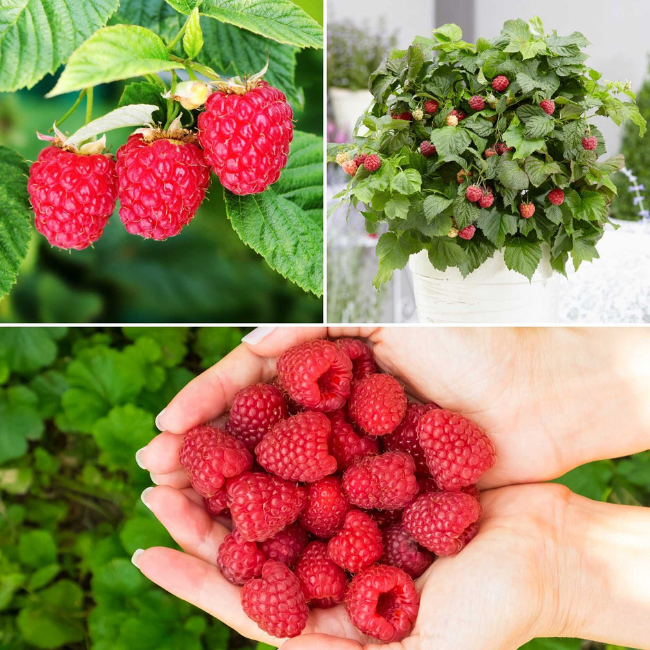 Raspberry Plant Care Guide – Roots Plants