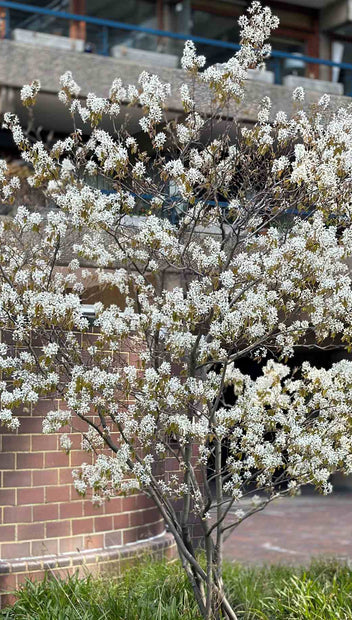 Amelanchier Tree | Amelanchier canadensis – Roots Plants