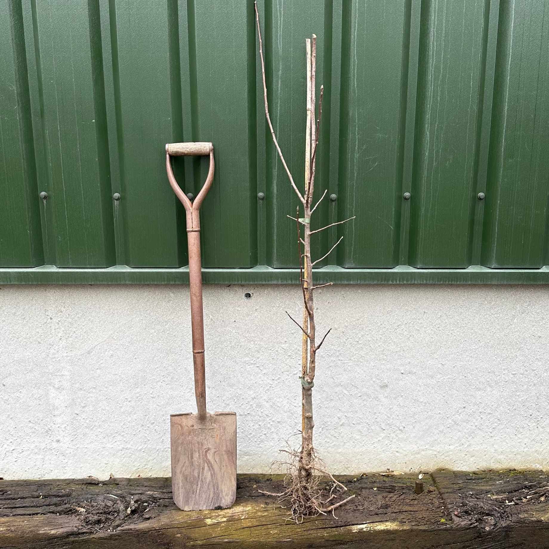 'Egremont Russet' Apple Tree – Roots Plants