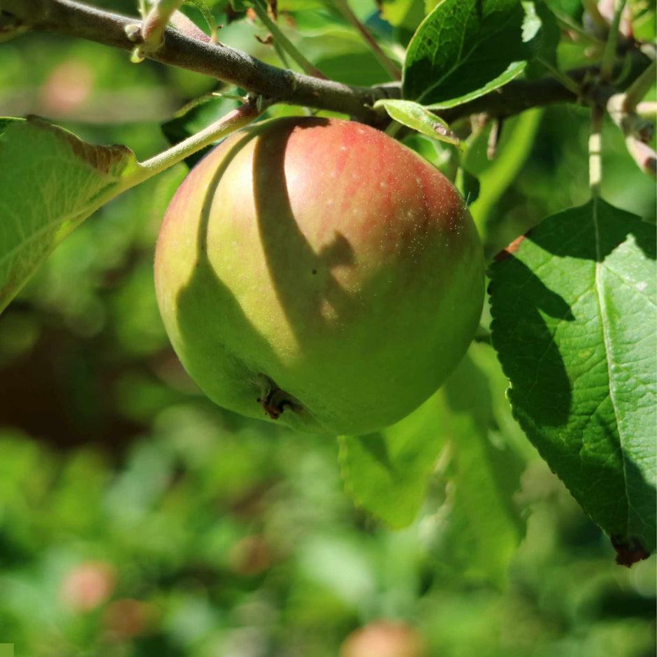 Cordon Apple Trees: A Complete Guide – Roots Plants