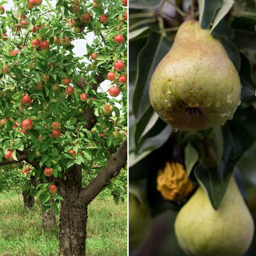 Pear Tree Pruning: An Expert Guide – Roots Plants