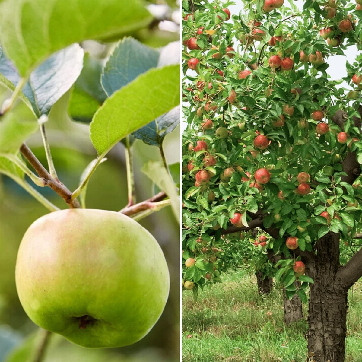 Cooking and Eating Apple Trees | Perfect Partners – Roots Plants