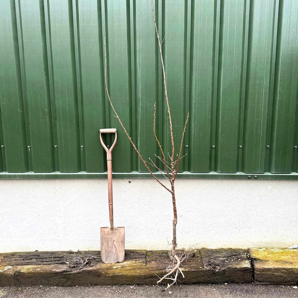 'Flavourcot' Apricot Tree – Roots Plants