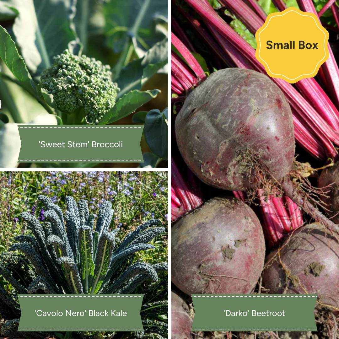 Autumn Allotment in a Box | Best Autumn Vegetables – Roots Plants