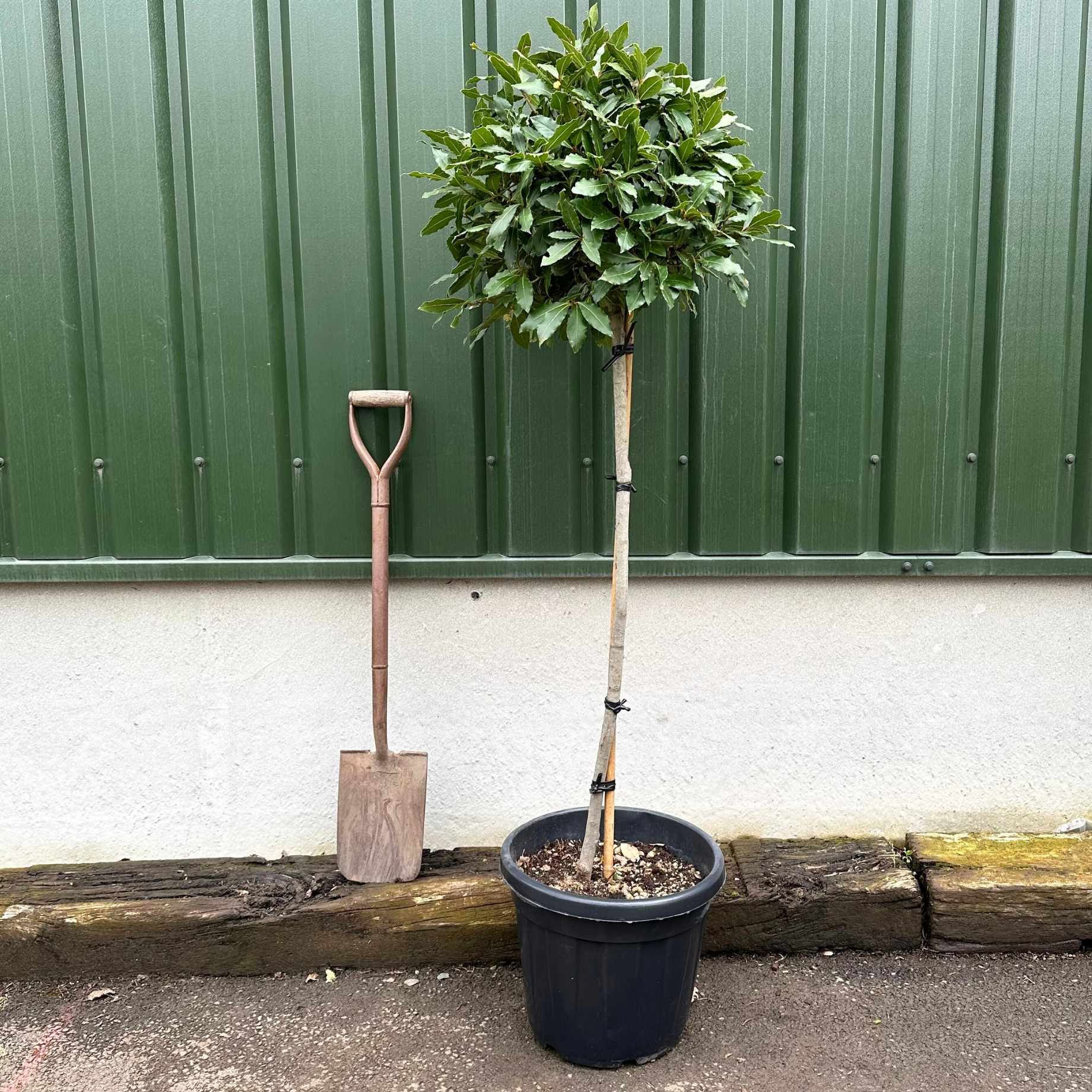 Bay Laurel Tree | Laurus Nobilis – Roots Plants