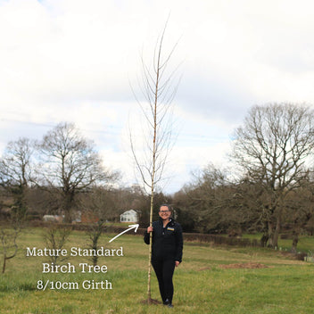 Silver Birch Tree | Betula pendula – Roots Plants