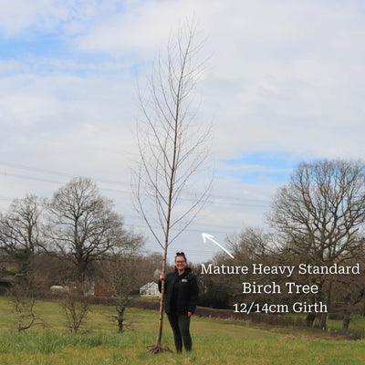 Silver Birch Tree | Betula pendula – Roots Plants