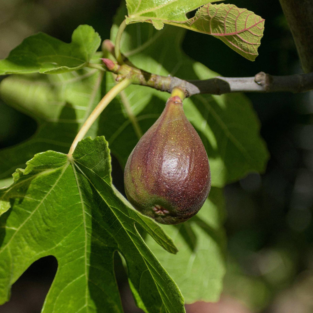 Fig Tree Care – Roots Plants