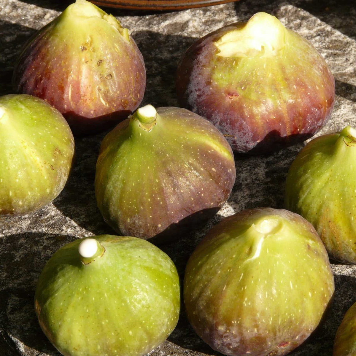 'Bornholm's Diamond' Fig Tree – Roots Plants