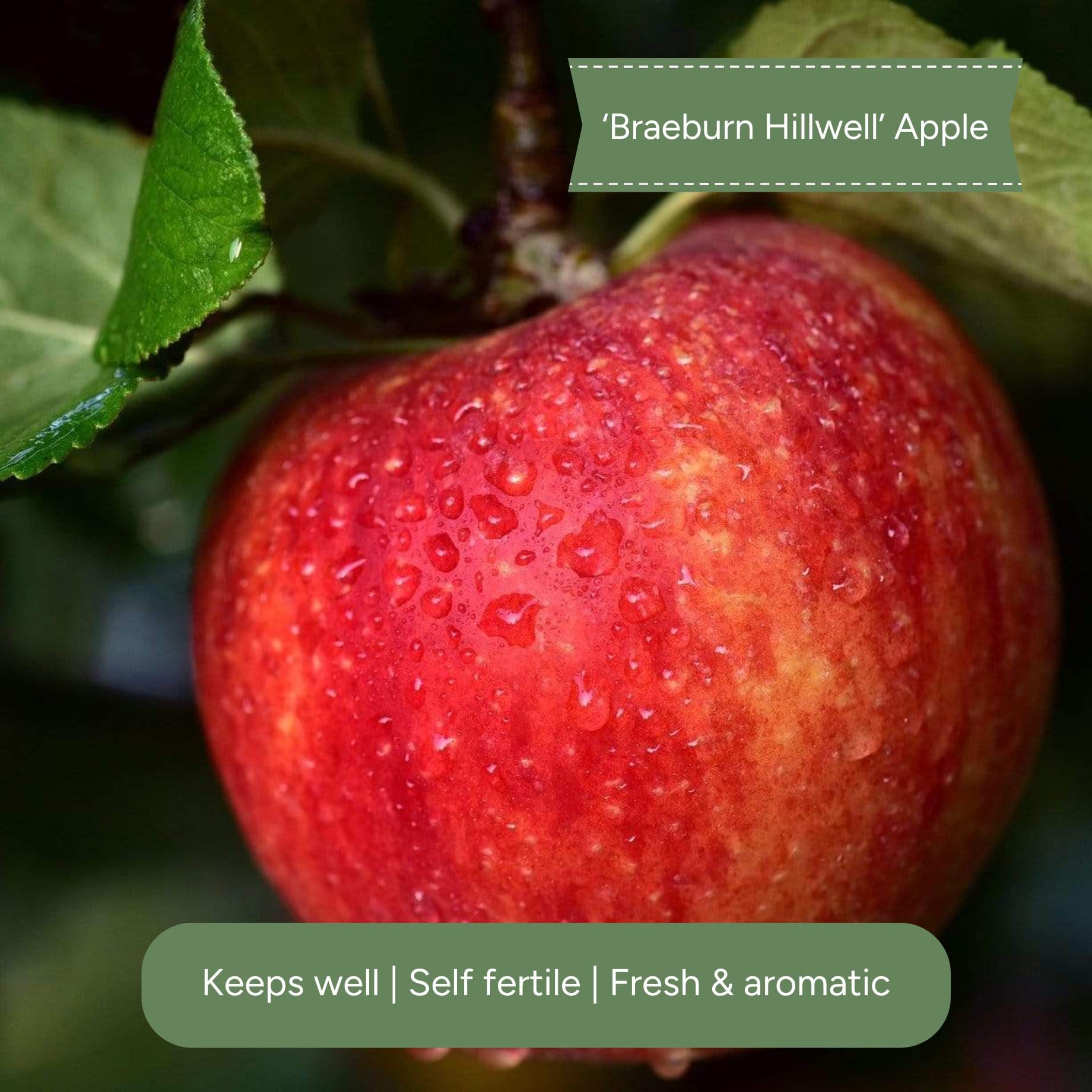 Espalier Apple Tree – Roots Plants