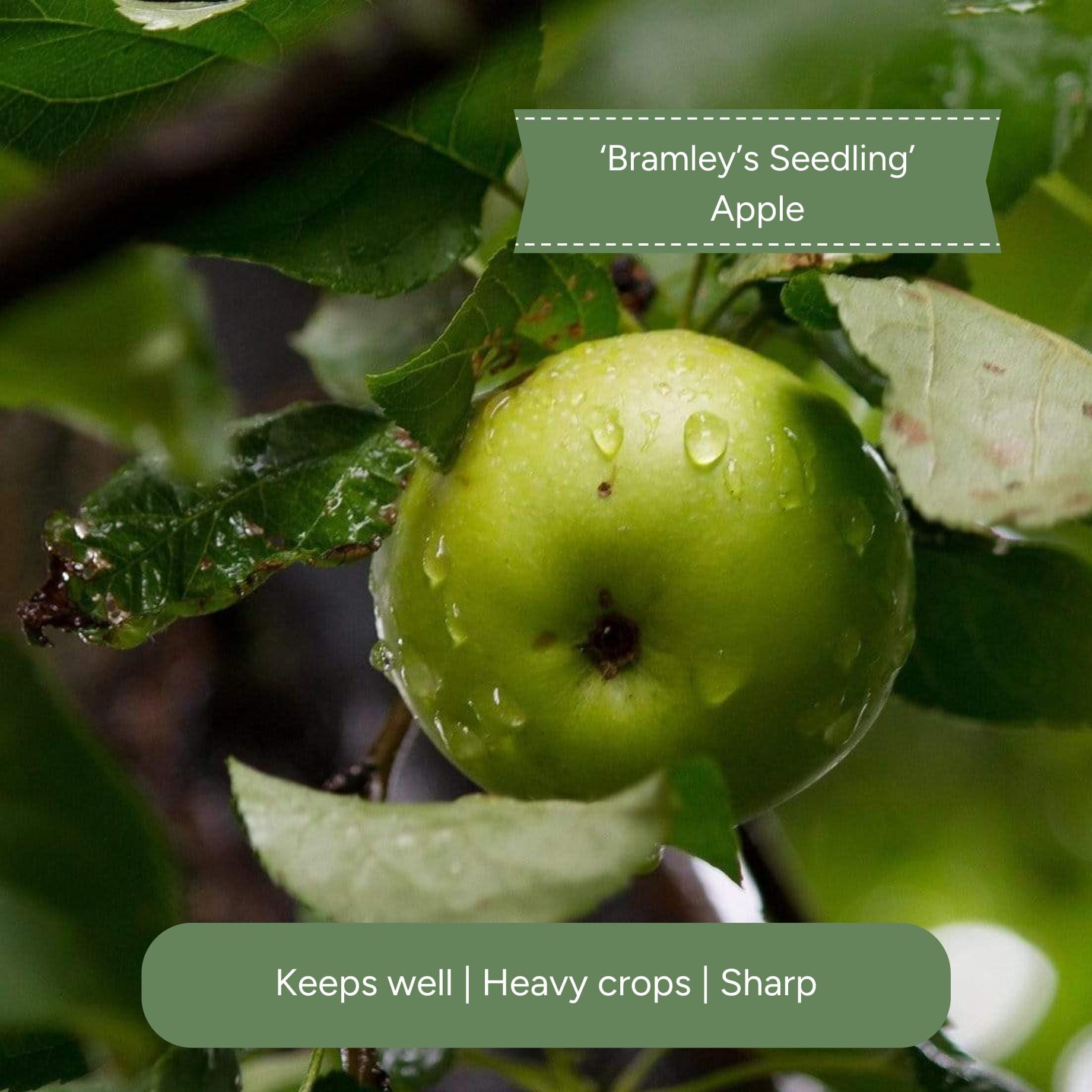 Espalier Apple Tree – Roots Plants