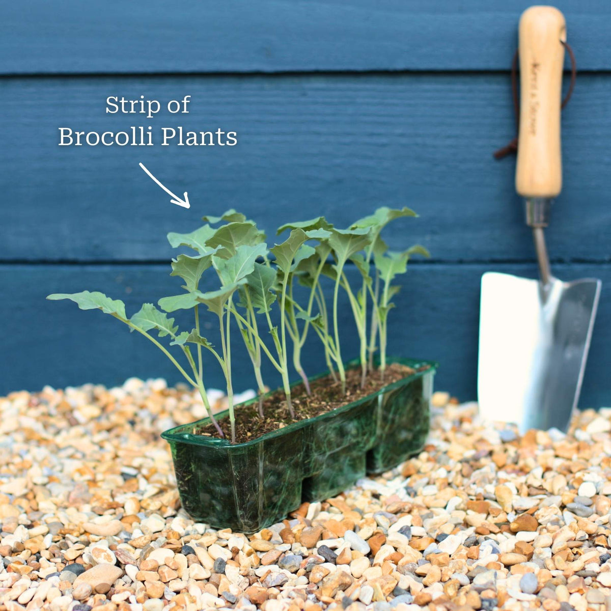 'Sweet Stem' Broccoli Plants – Roots Plants