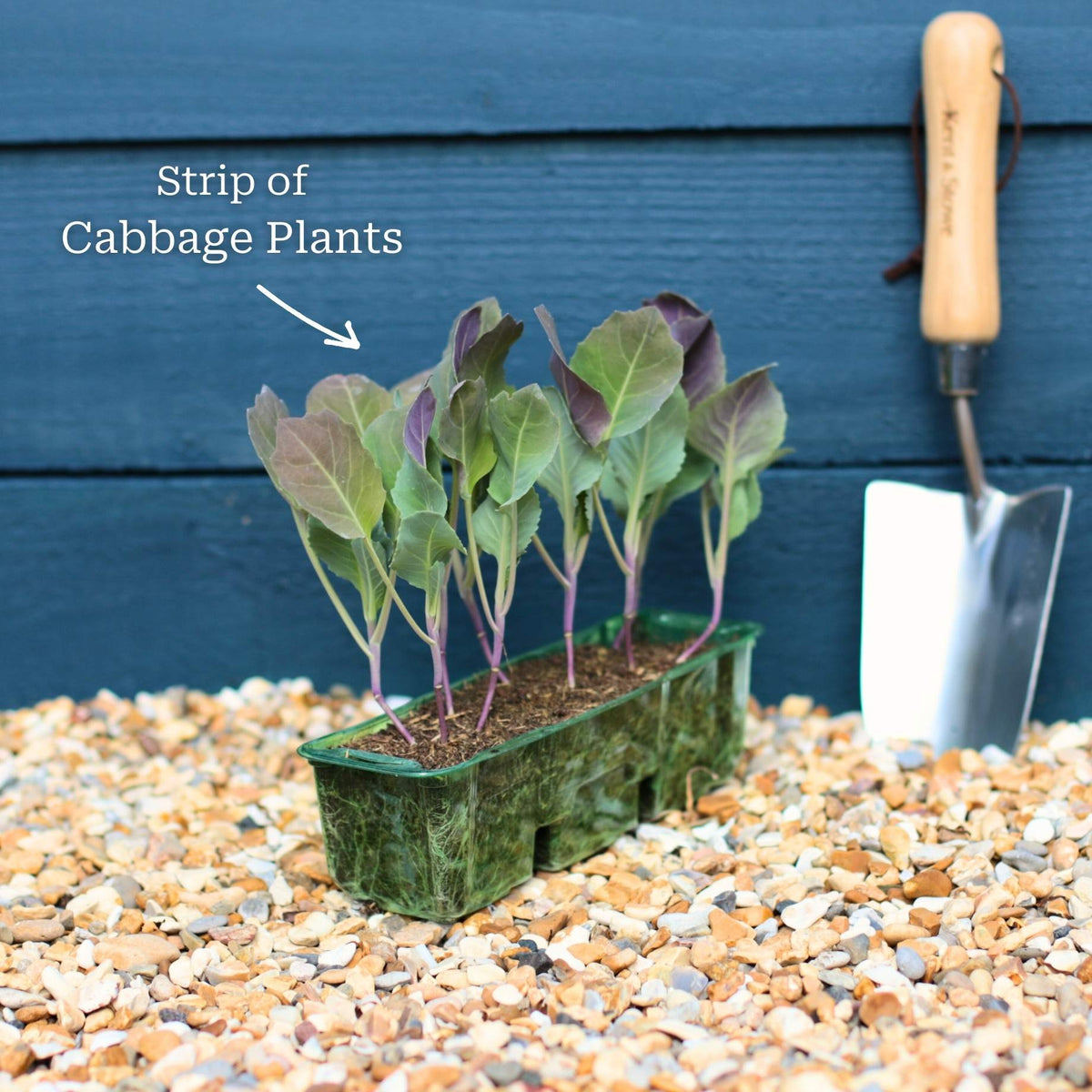 'Tundra F1' Winter Cabbage Plants – Roots Plants