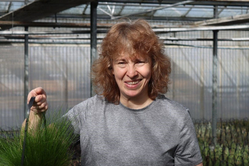 Oxygenating Hornwort Plant Ceratophyllum Demersum Roots Plants