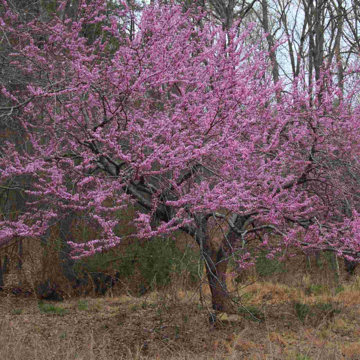 Eastern Redbud Tree | Cercis canadensis – Roots Plants
