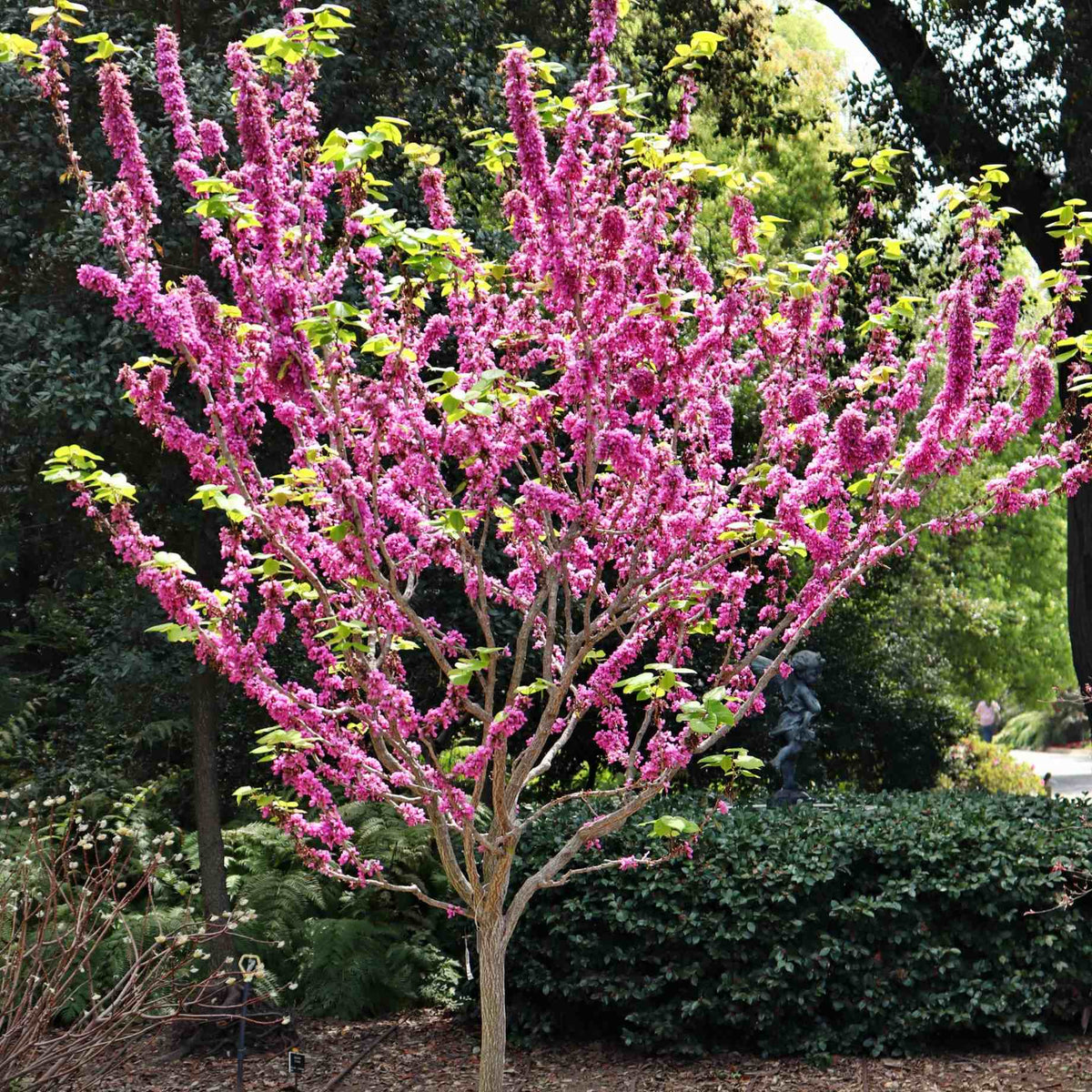 Patio Redbud Tree | Cercis chinensis 'Avondale' – Roots Plants