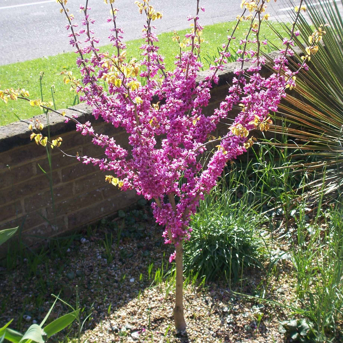 Patio Redbud Tree | Cercis chinensis 'Avondale' – Roots Plants