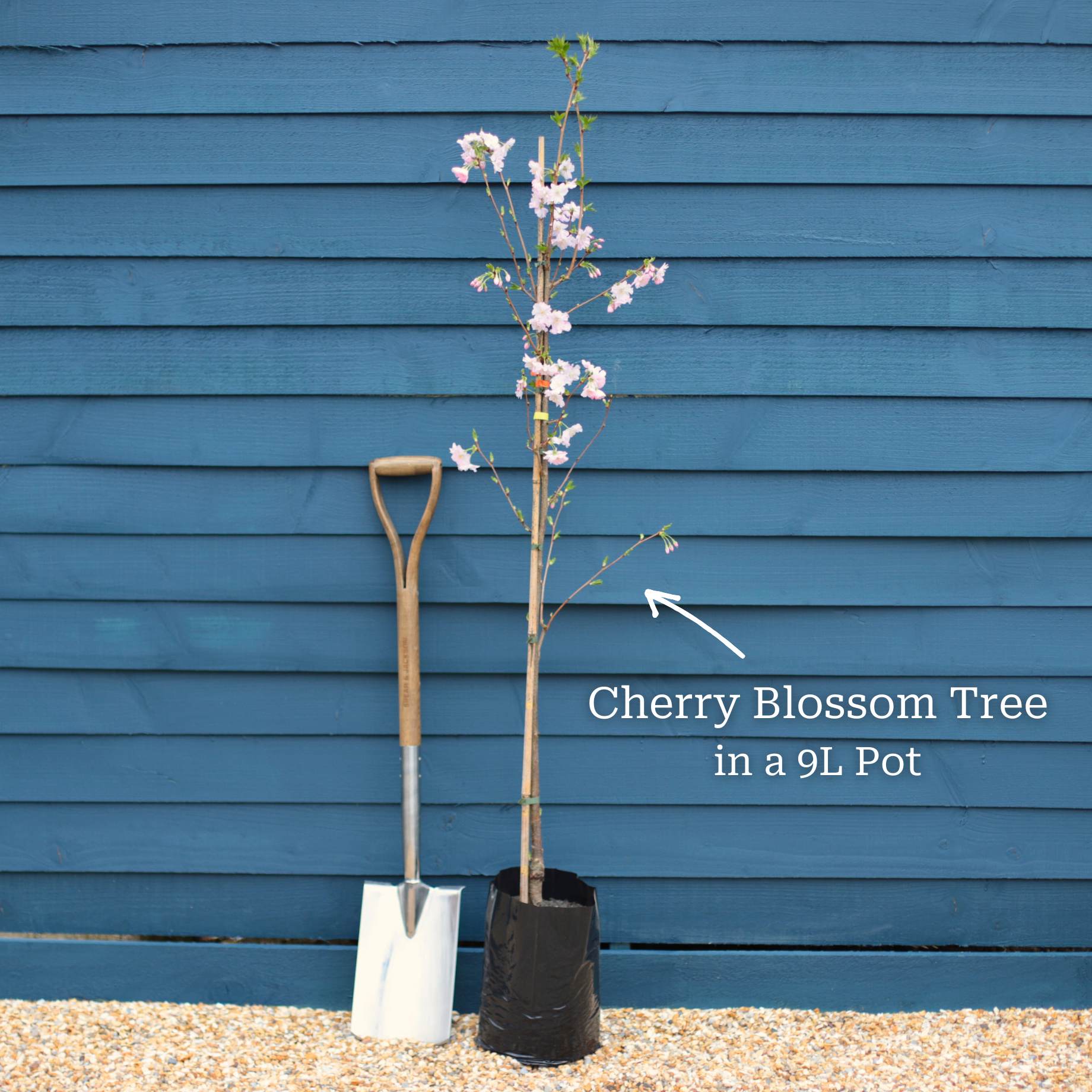 'Candy Floss' Cherry Blossom Tree | Prunus 'Matsumae-beni-murasaki ...