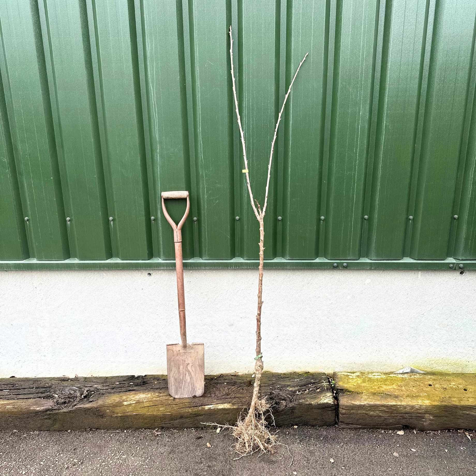 'Sunburst' Cherry Tree – Roots Plants