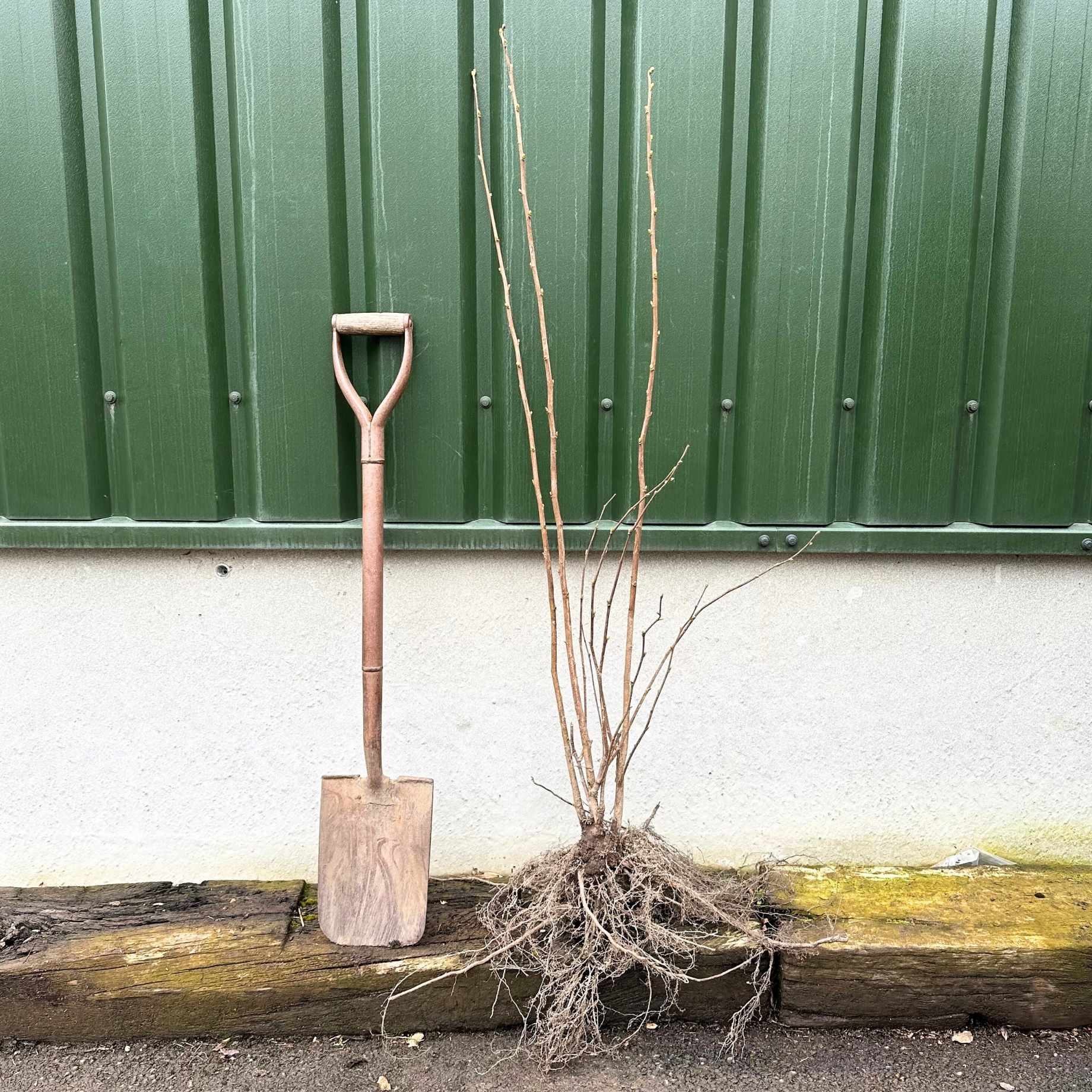Kentish Cob' / 'Lambert's Filbert' / 'Longue' Cobnut Tree – Roots Plants