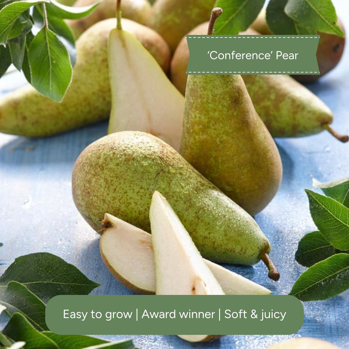 Apple and Pear Trees | Perfect Partners – Roots Plants